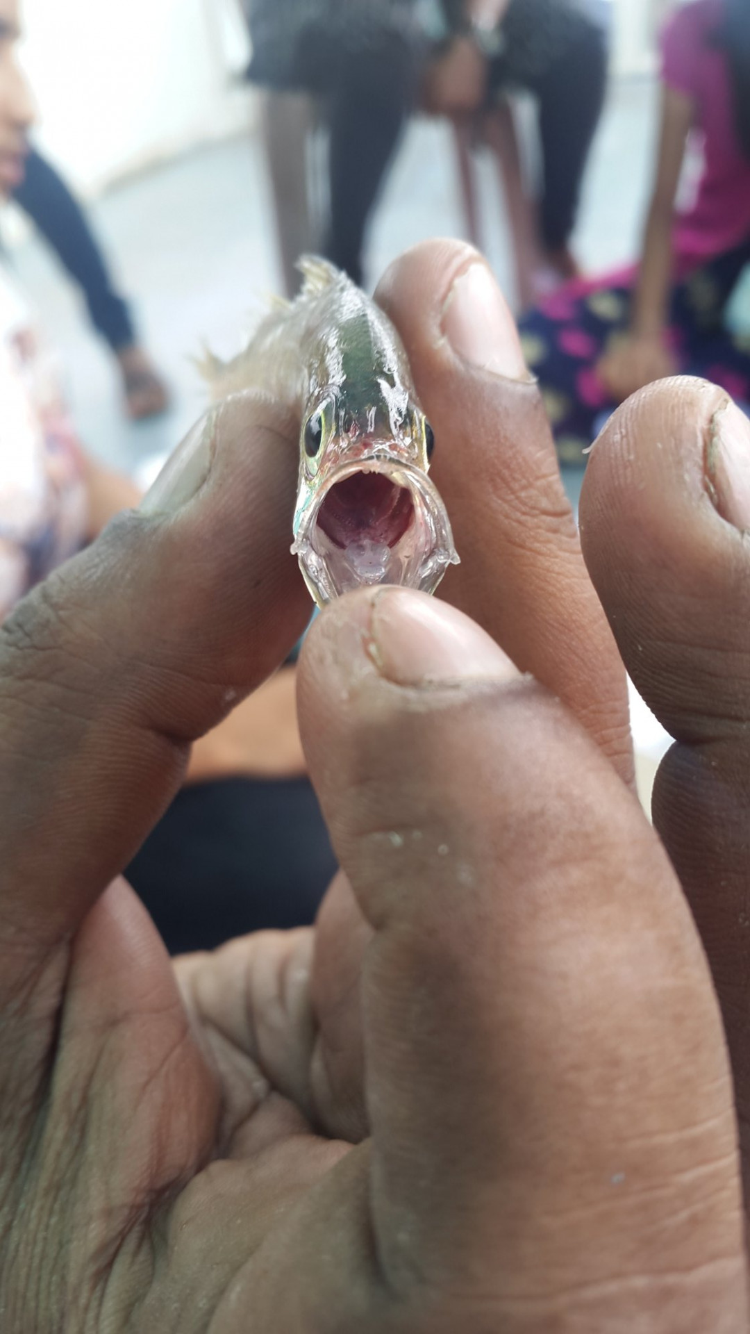 Vembanad Fish Count 2024