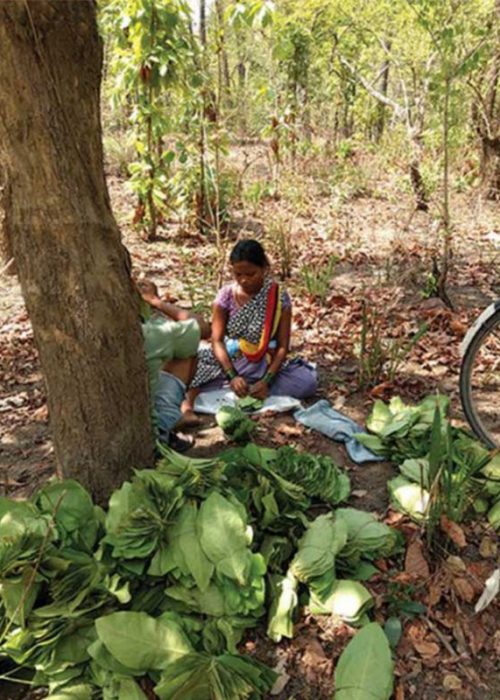 Silvicultural practices in the management of Diospyros melanoxylon ...