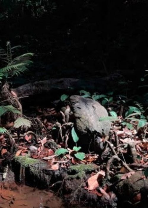 Sacred Swamps: Where Culture Meets Conservation – atree.org